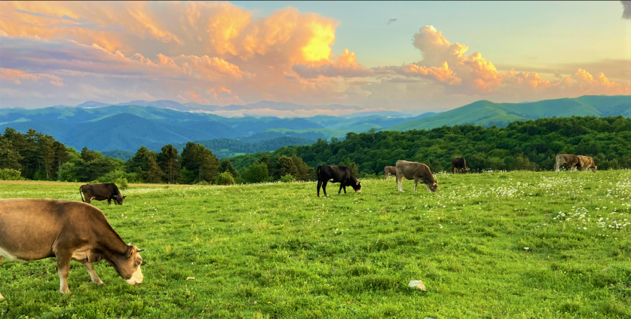 Home – Agro-credit